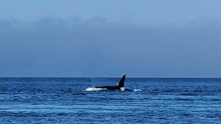 September 21, 2023 WS Report: J Pod visits Puget Sound & Saratoga ...