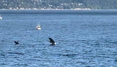 September 28, 2023 WS Report: K pod briefly visits SJI!; T37A3, T37A4 ...