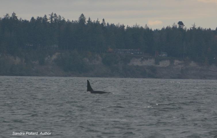 November 15, 2023 WS Report: J Pod spent the night in Quartermaster ...