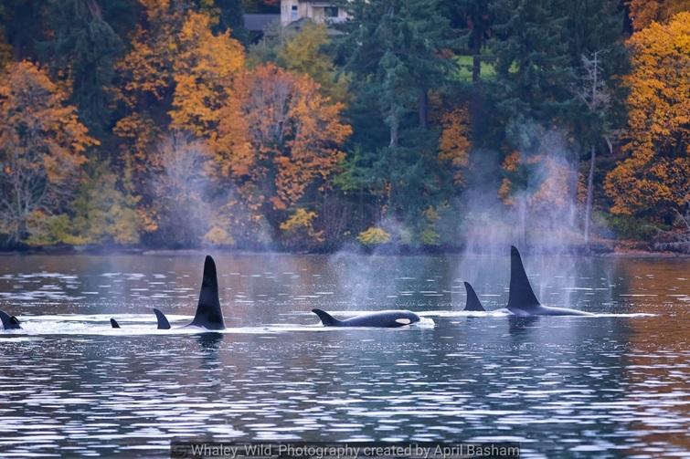 November 15, 2023 WS Report: J Pod spent the night in Quartermaster ...