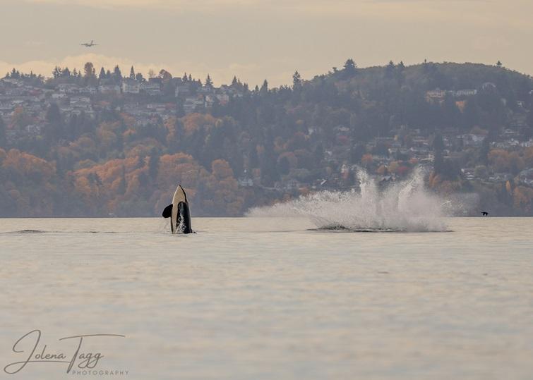 November 15, 2023 WS Report: J Pod spent the night in Quartermaster ...