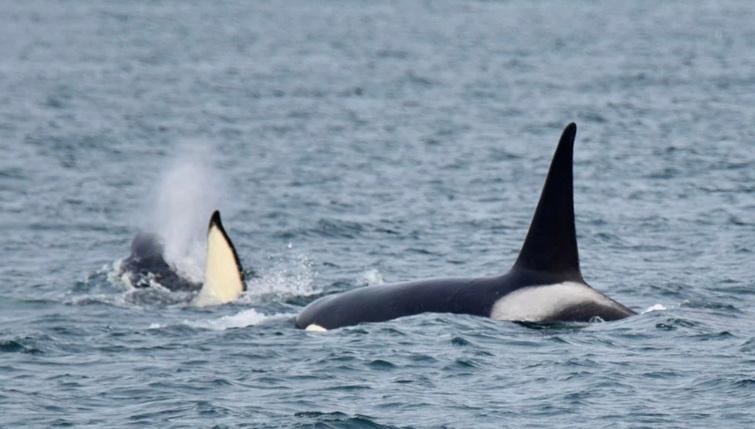 January 8, 2025 WS Report: Bittersweet news: J35 seen carrying her deceased daughter, J61, while ...