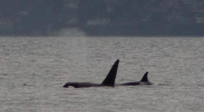 February 7, 2023 WS Report: While sightings quiet down, T49A1 & T124A2s ...