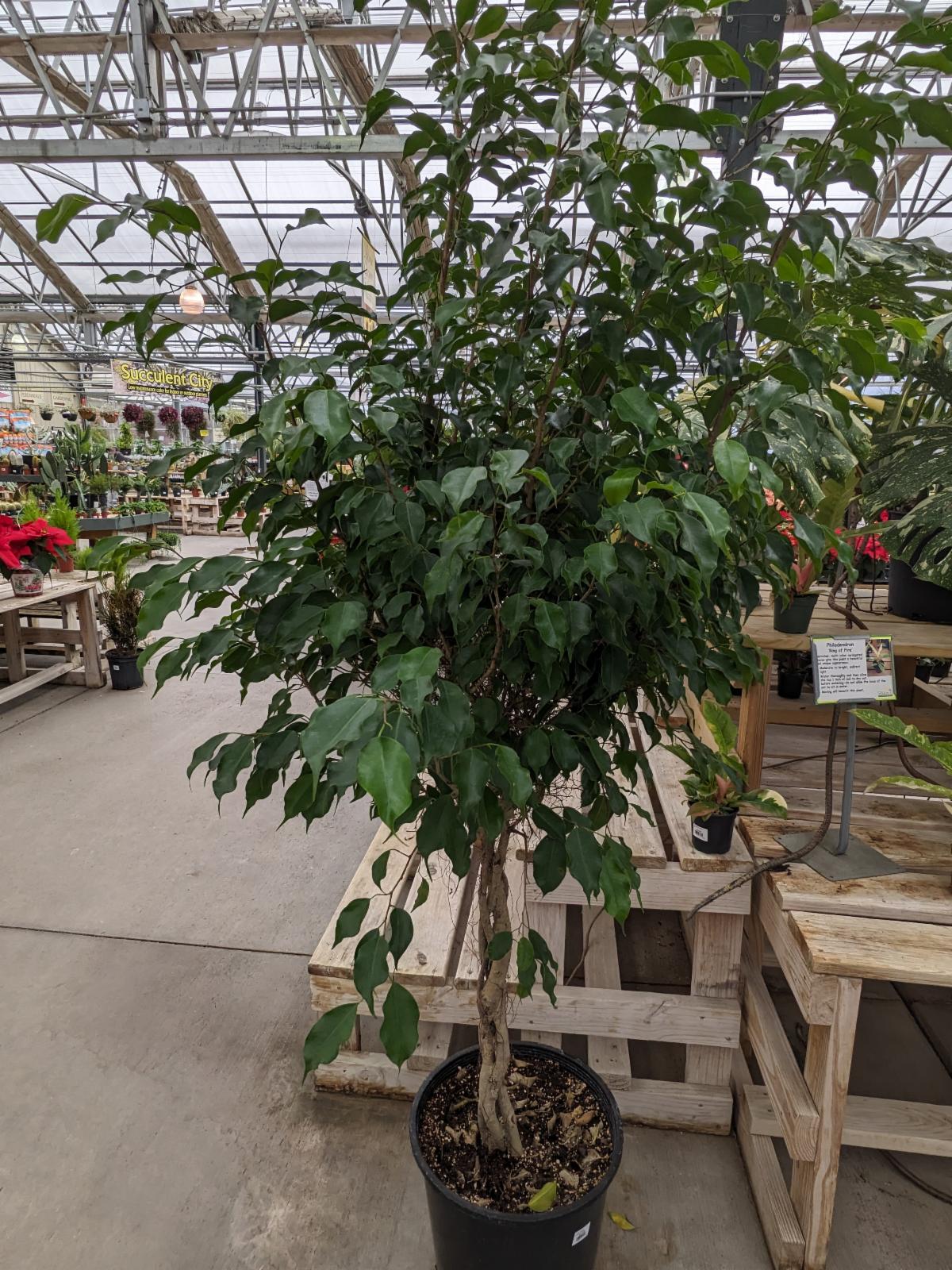 Types Of Ficus