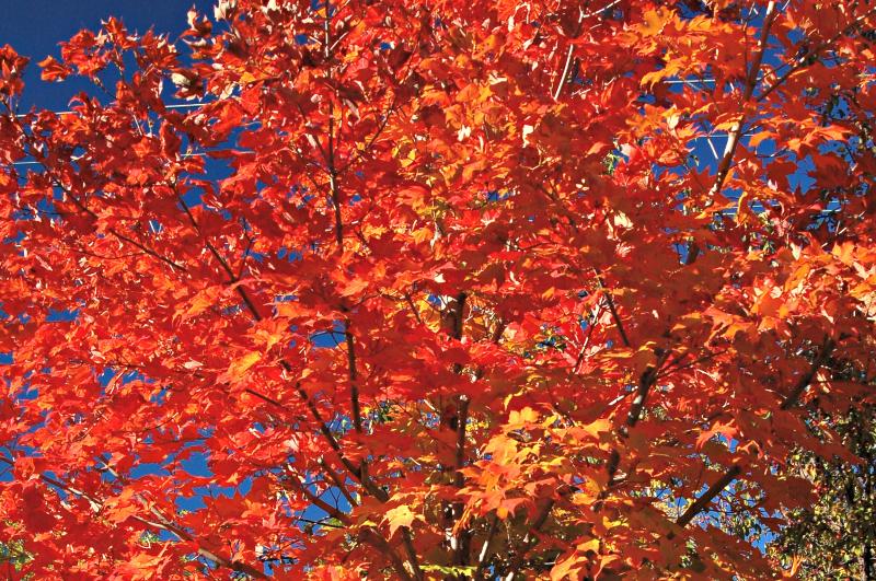 Fall 2018 News from City of Spring Park, Minnesota