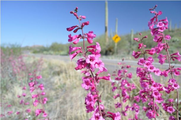 Plant of the Week