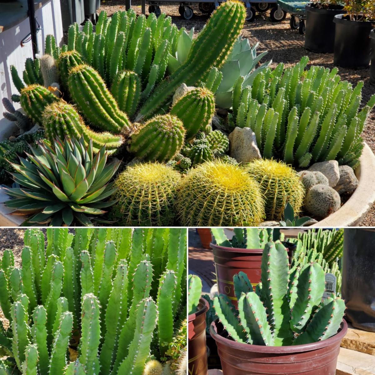 Plant of the Week