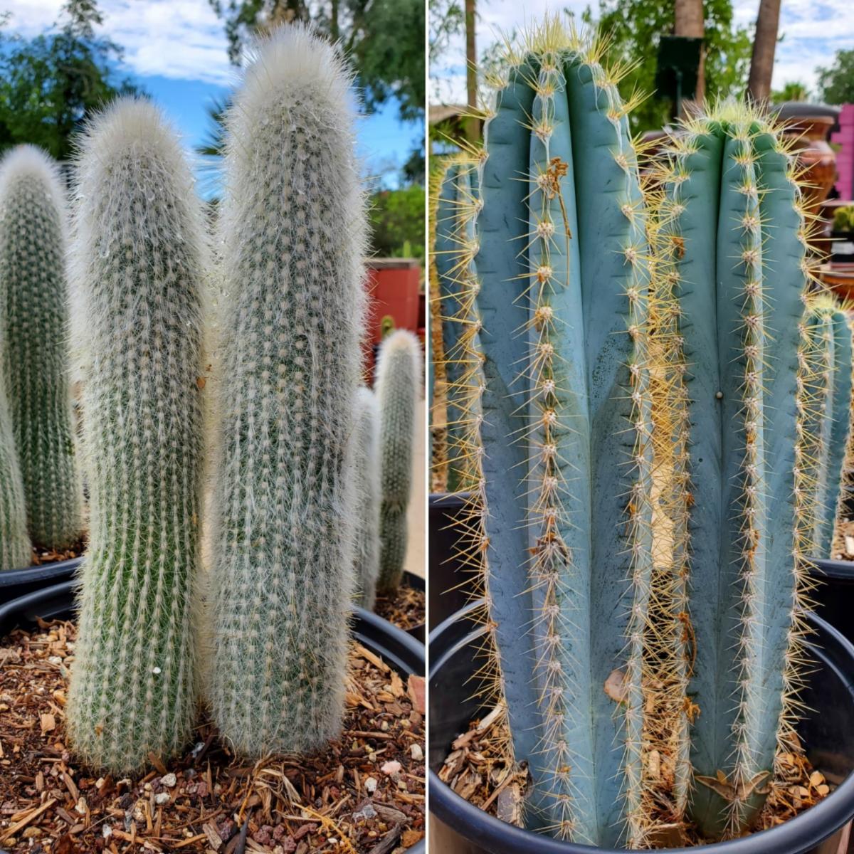 Plant of the Week