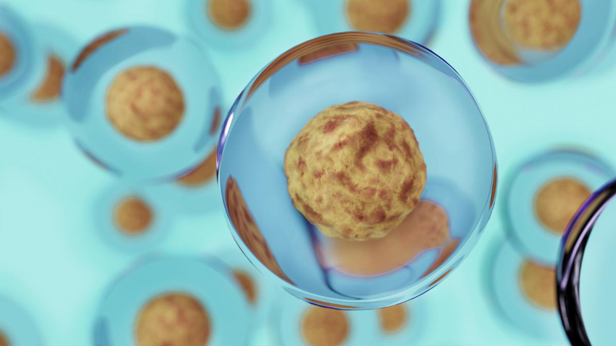 Rapid Tox Report Studies