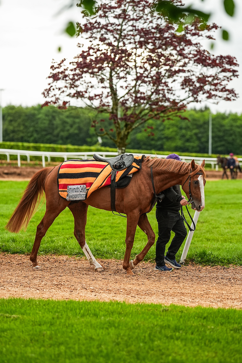 Aidan O’Brien runs the rule over his 2026 Betfred Derby contenders ...