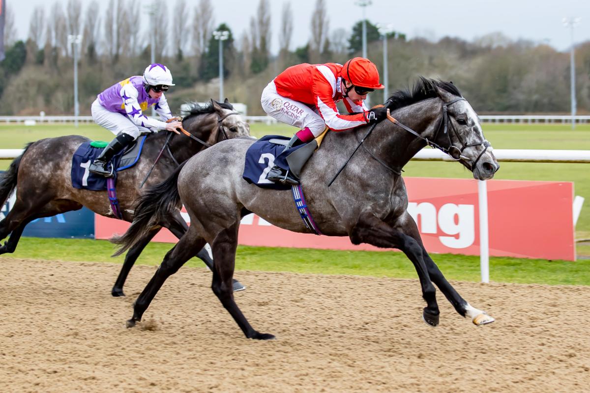 Finals Day next for Berkshire Shadow after Lady Wulfruna Stakes victory ...