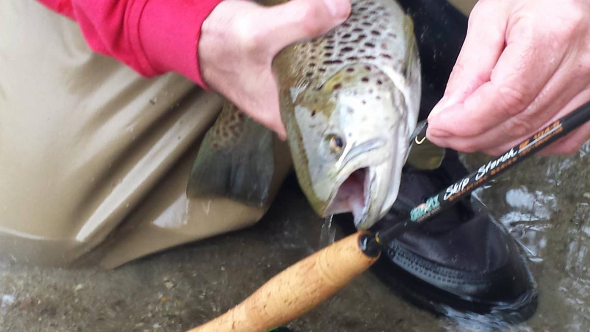 Fall Fly Fishing & Light Tackle on Cape Cod! Pond fishing at it's Best!
