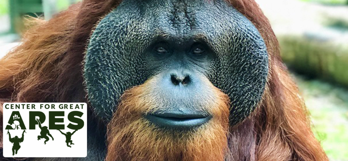 Sandra Celebrates International Orangutan Day