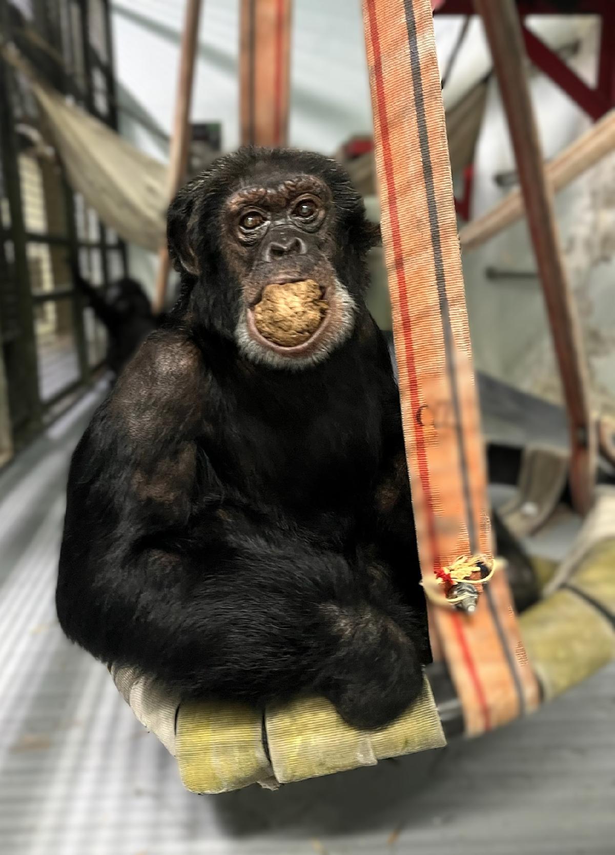 Center for Great Apes October eNewsletter