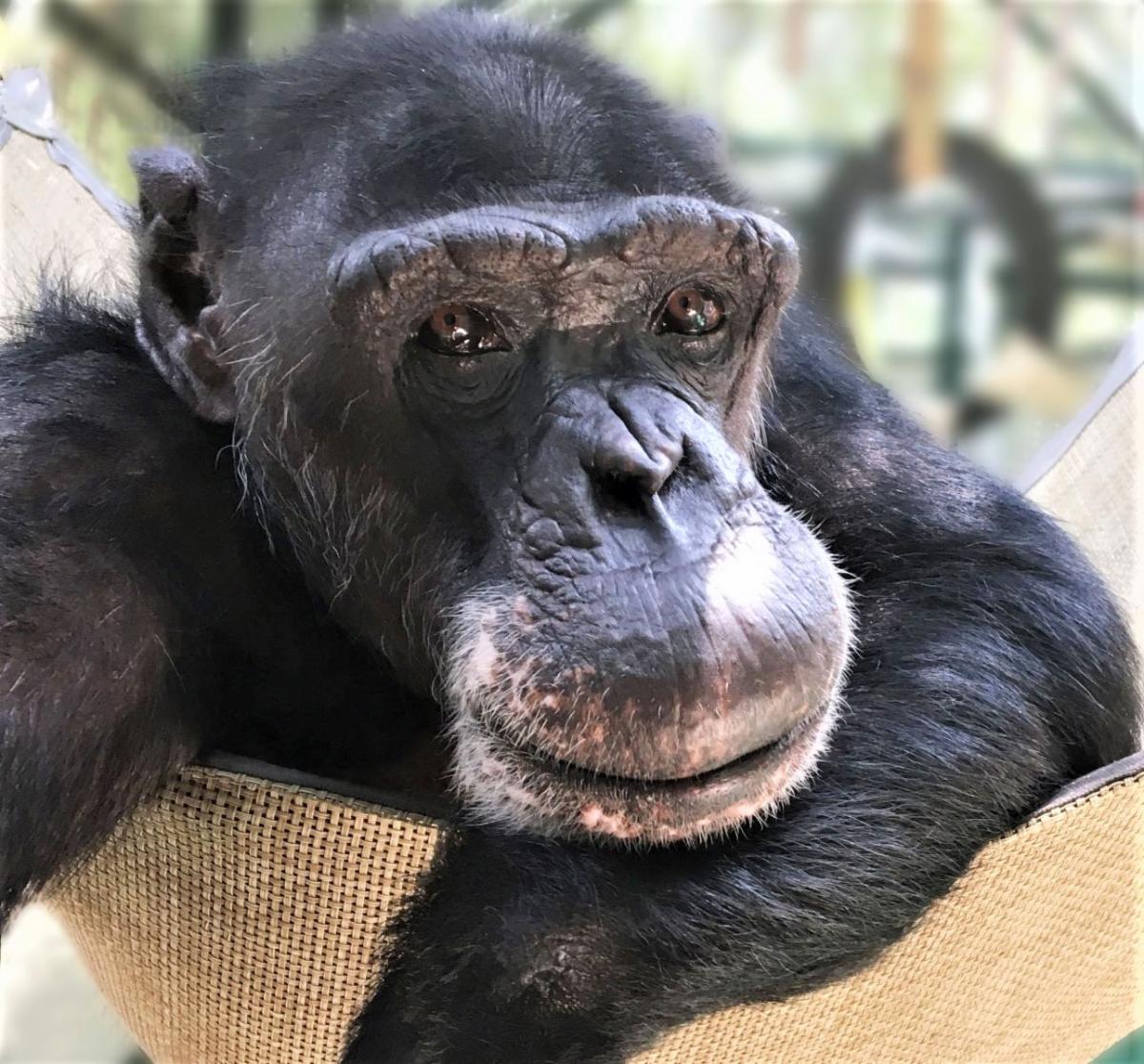 Center for Great Apes July eNewsletter