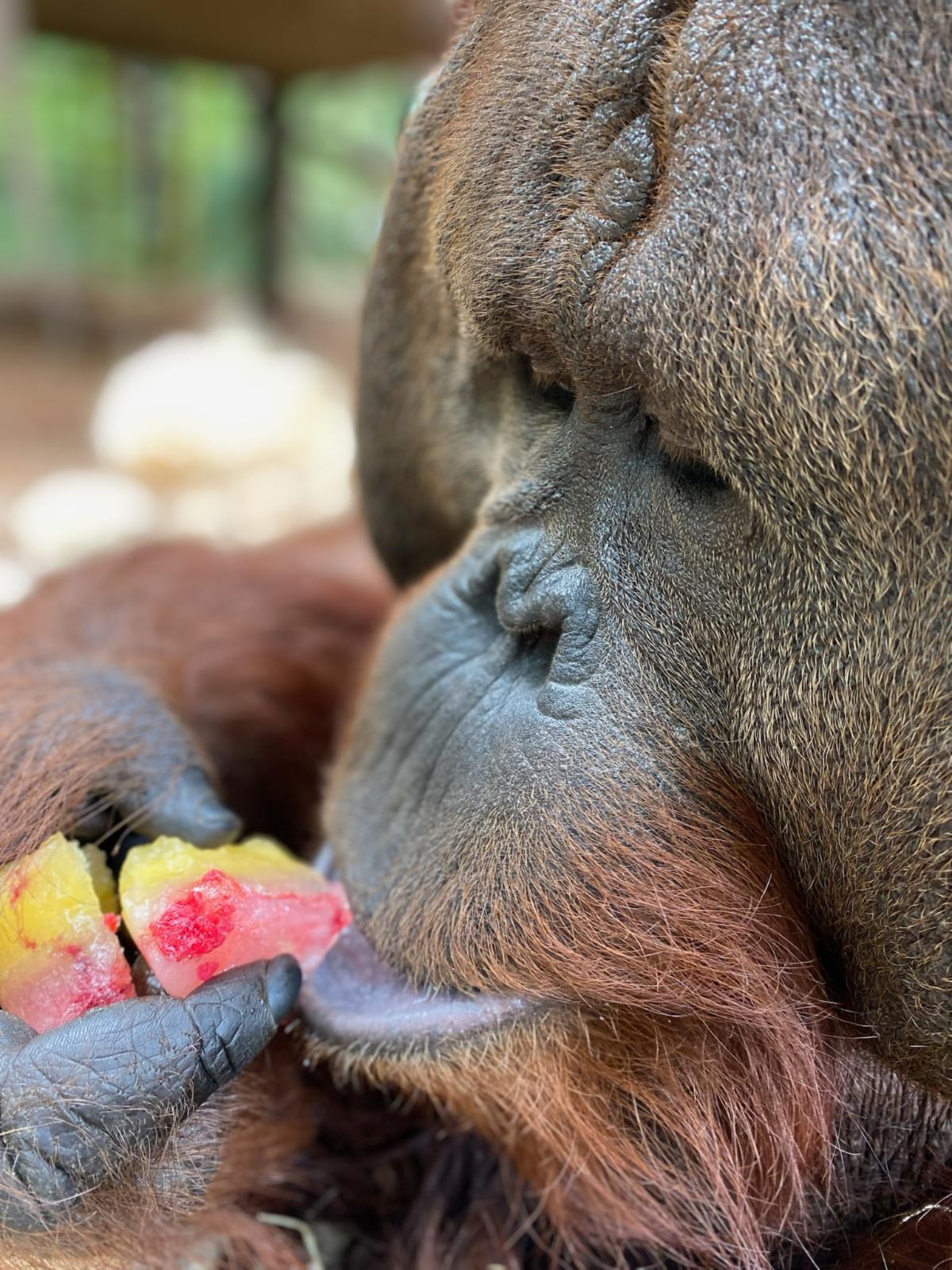 Weekly Ape-date