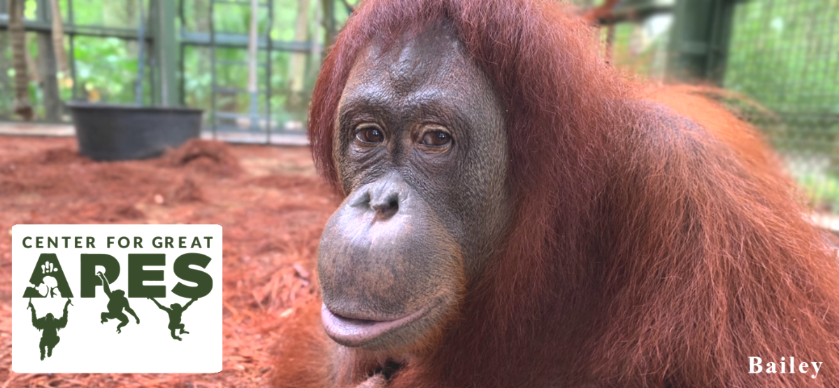 Center for Great Apes: Orangutan Baby Cahaya and COVID-19 Update