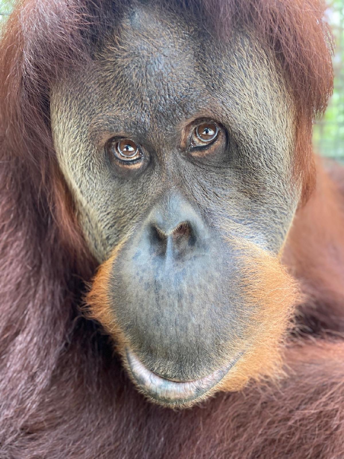 Center for Great Apes June eNewsletter