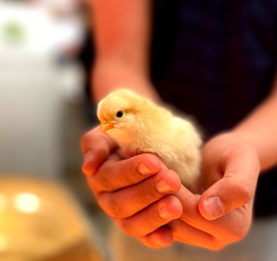 It's officially chick season!
