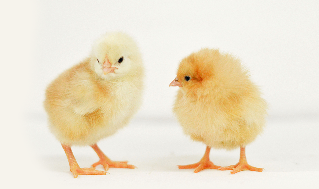 It's officially chick season!