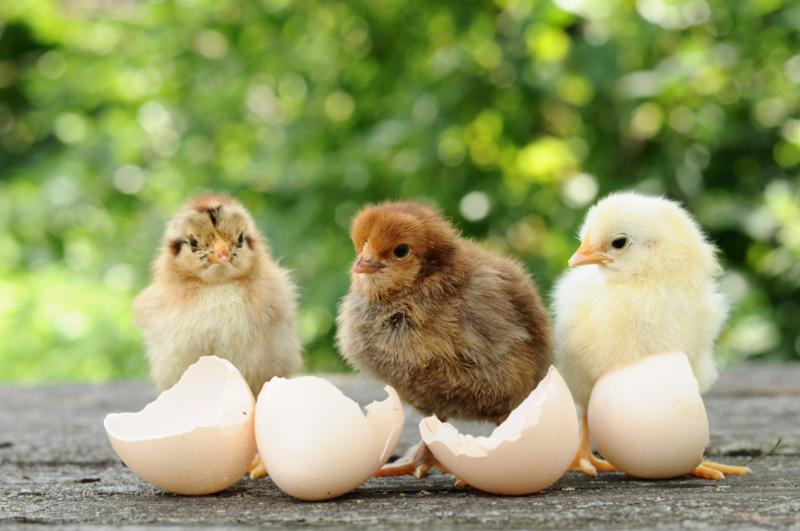 It's officially chick season!