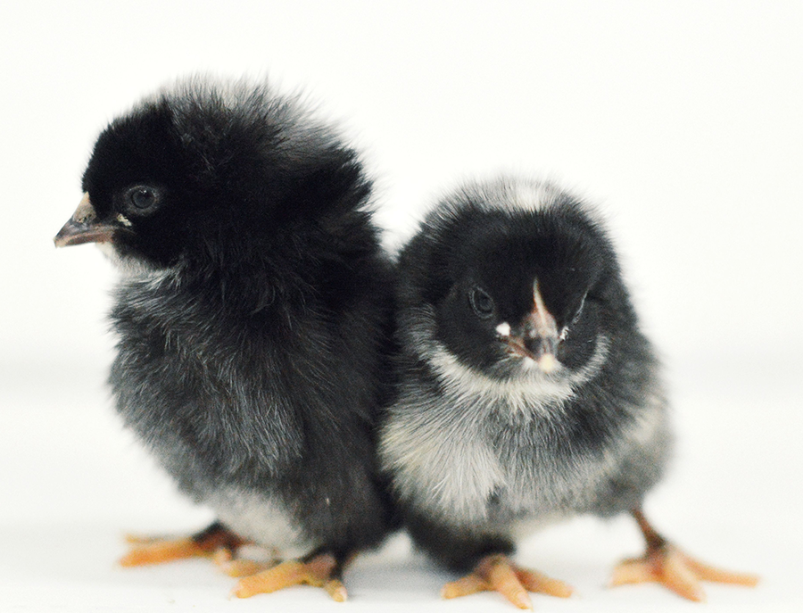 It's officially chick season!