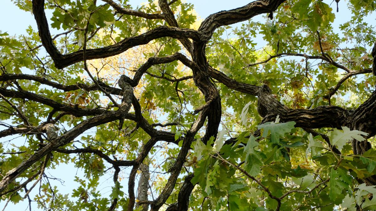 The Prairie Enthusiasts: Minnesota Oak Savanna Chapter Launch Celebration