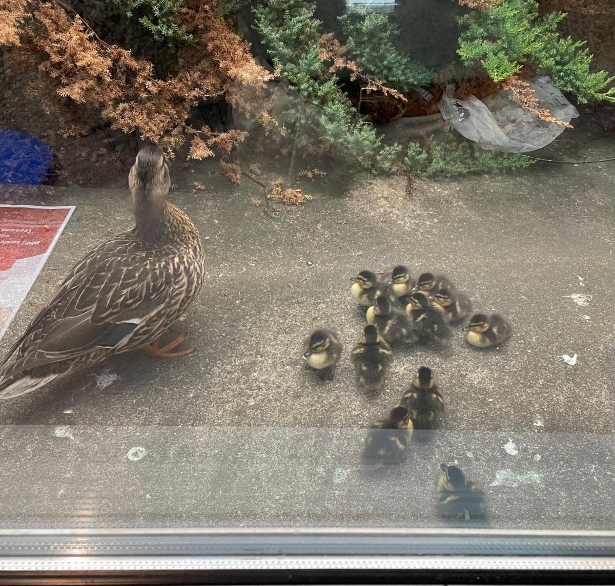 County Connection Issue 46