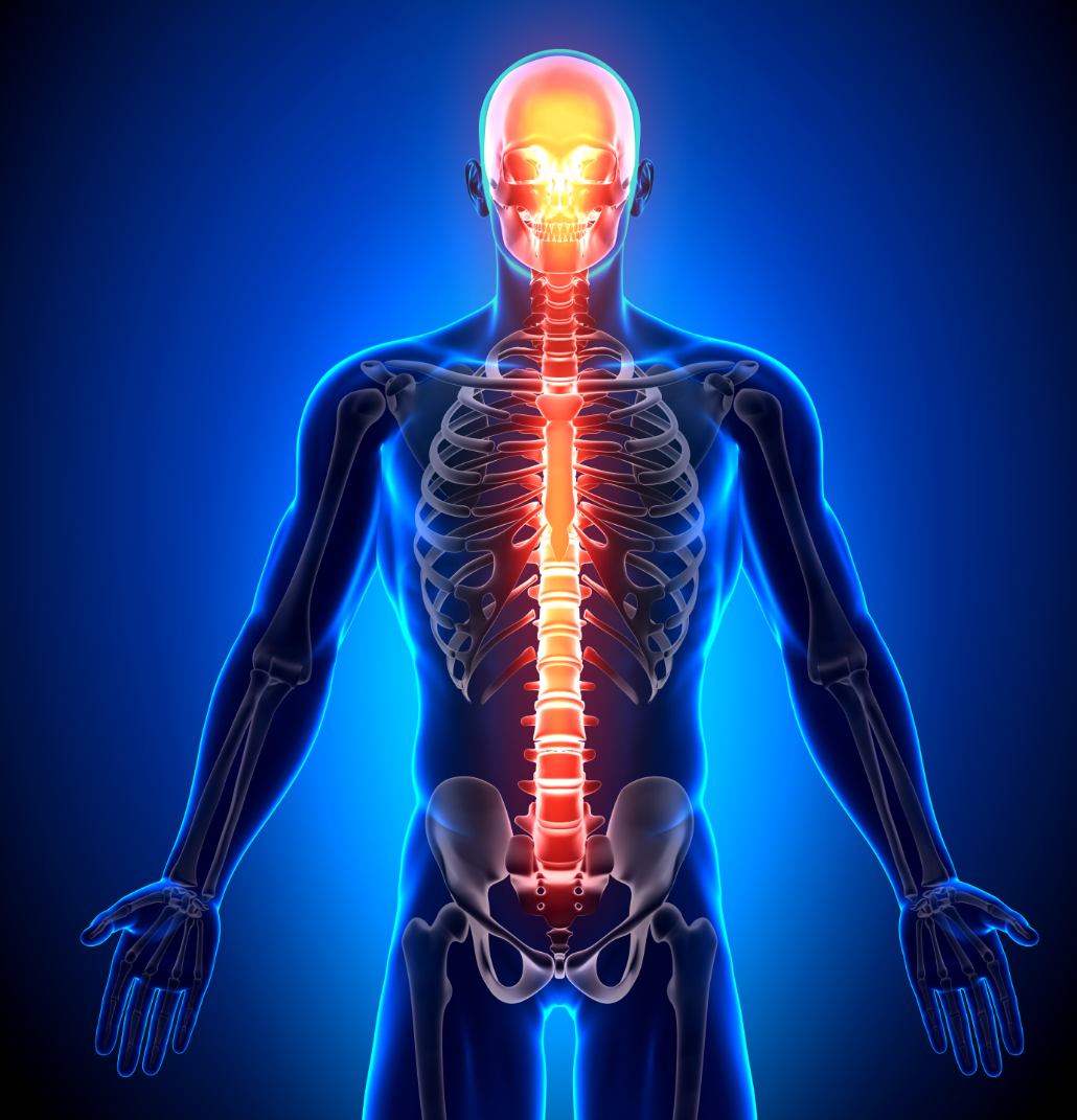 Hi - Your Life Force Antenna: The Amazing Spine