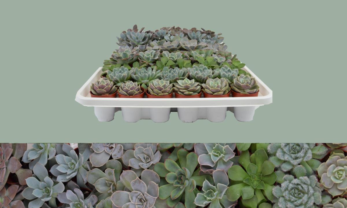 Colasanti Farms Flyer - Cacti & Succulent Assortments
