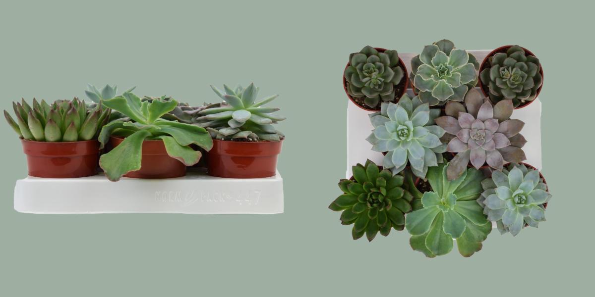 Colasanti Farms Flyer - Cacti & Succulent Assortments