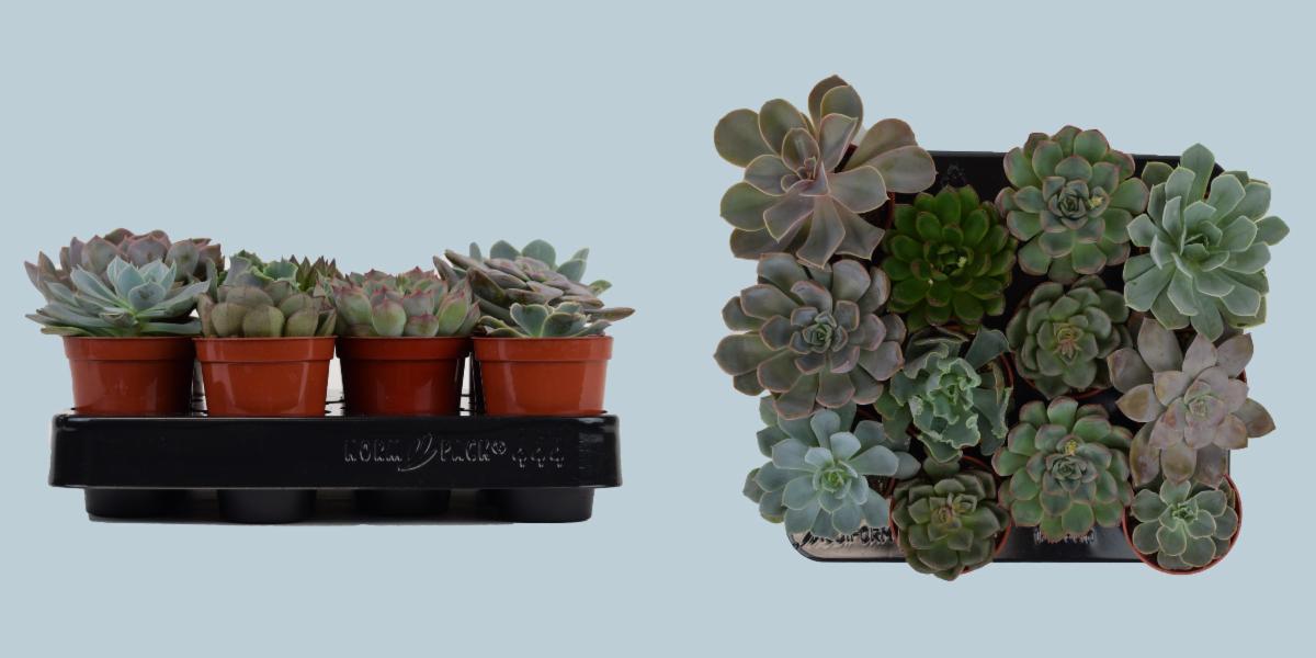 Colasanti Farms Flyer - Cacti & Succulent Assortments