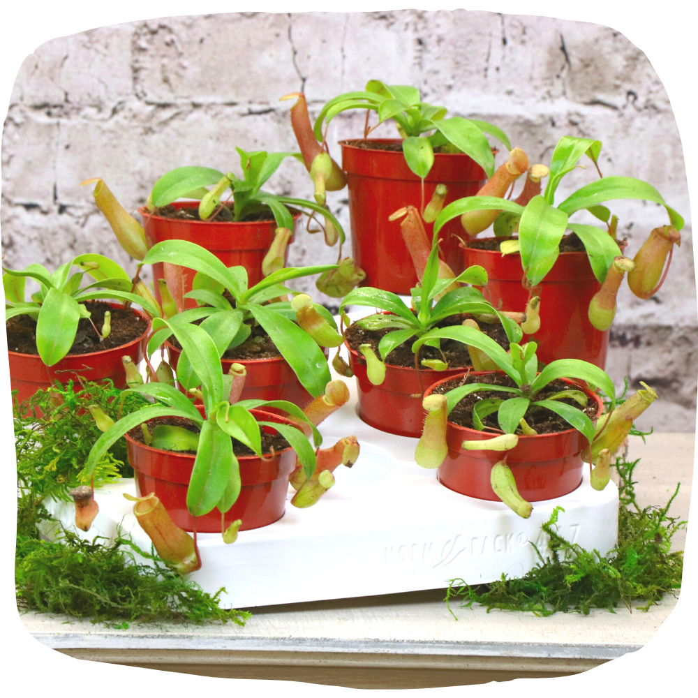 Colasanti Farms Flyer - Canadian - Your Garden's Spectacular Carnivore