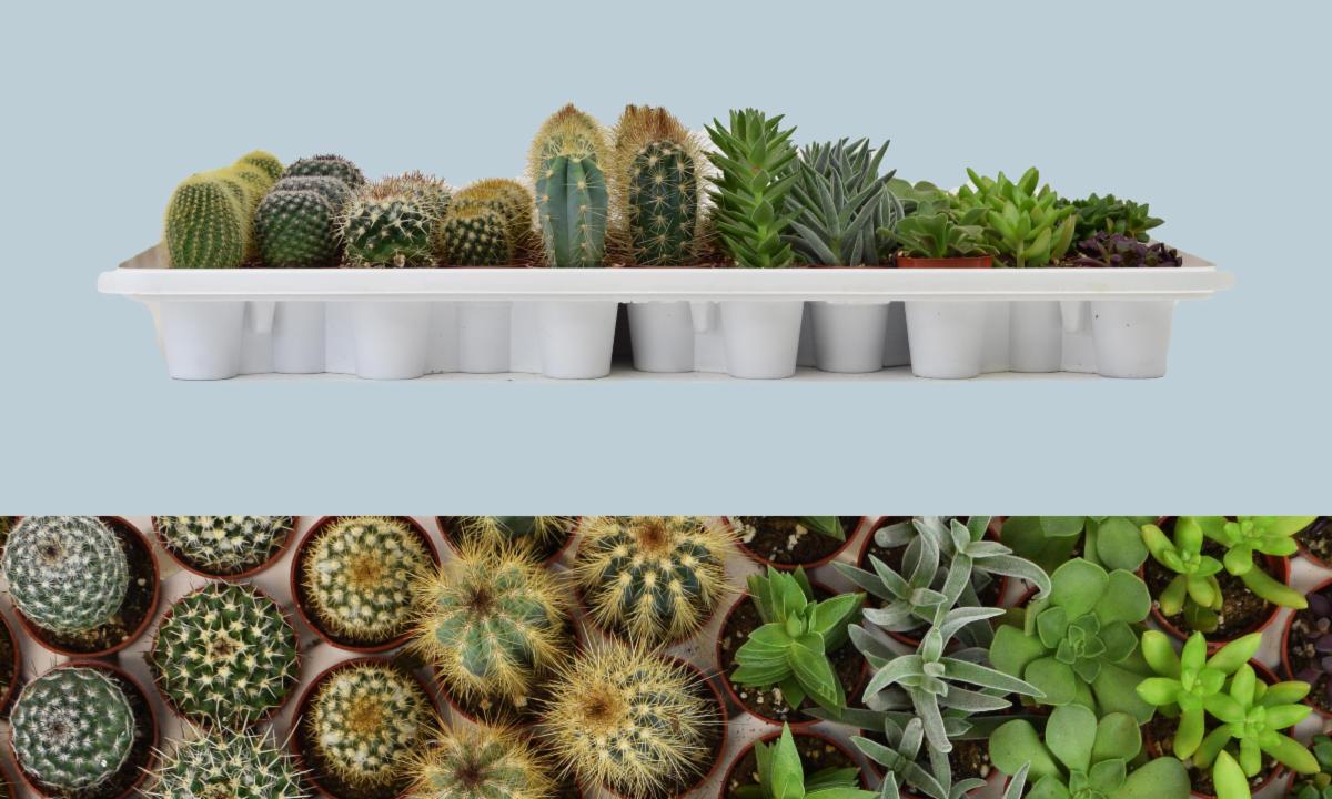 Colasanti Farms Flyer - Cacti & Succulent Assortments