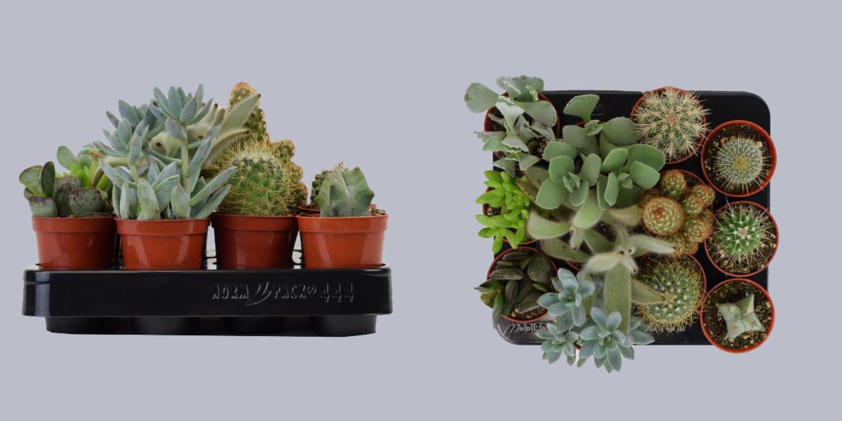 Colasanti Farms Flyer - Cacti & Succulent Assortments