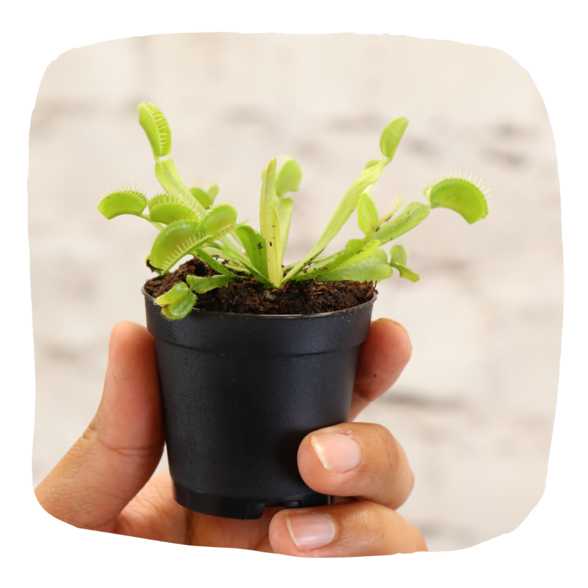 Colasanti Farms Flyer - Canadian - Your Garden's Spectacular Carnivore