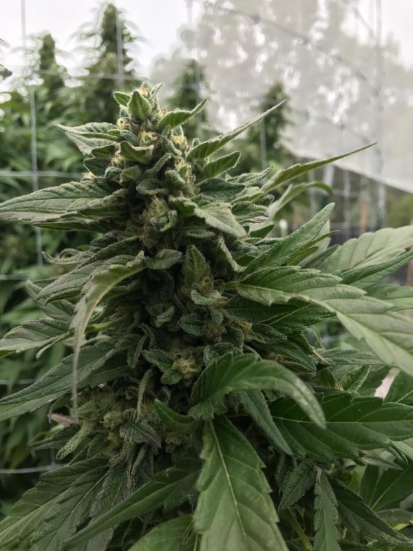 STRAIN OF THE WEEK! SOUR BANANA SHERBERT!