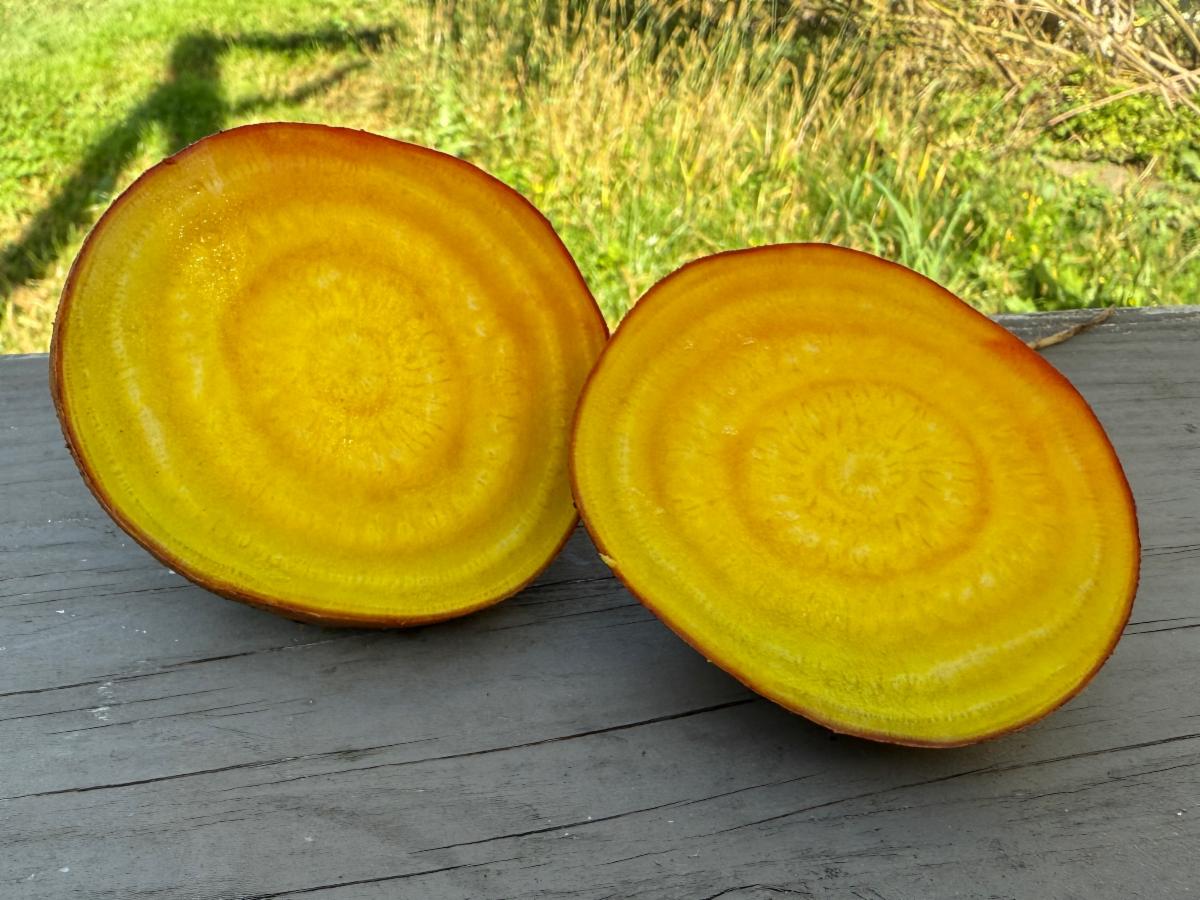 Summer CSA Week 17 - Fall on the Farm
