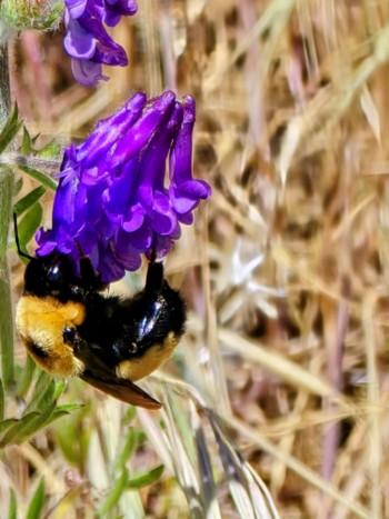 Reminder: Friend, here's the Friends of RNWR June E-News