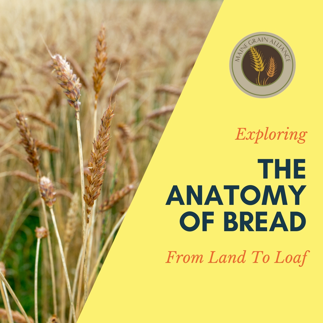 The Anatomy of Bread & Brewing with Local Grains