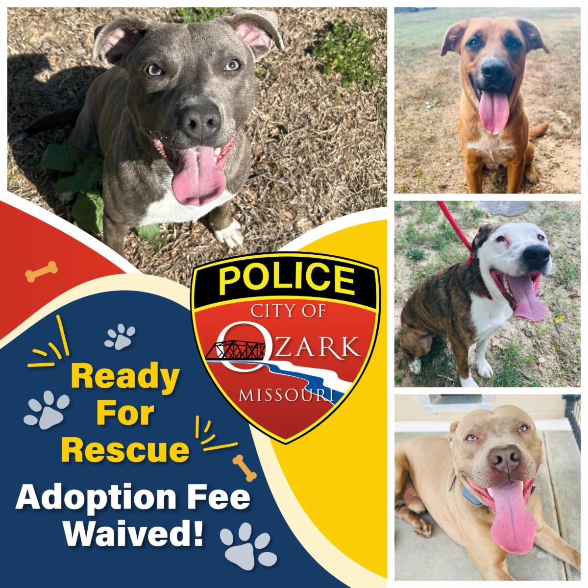 🏙️What’s New in Ozark | January 2026 Newsletter