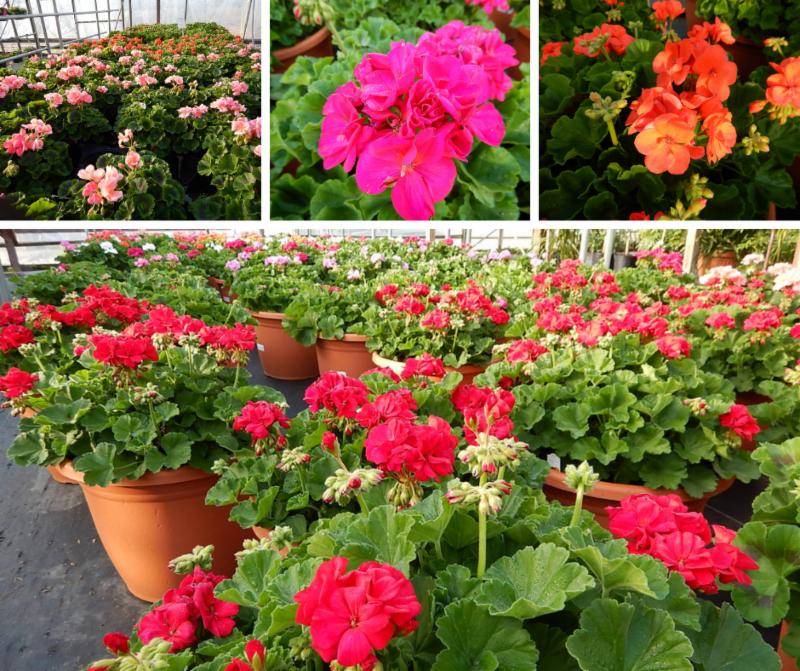 Save 20% on all Geraniums