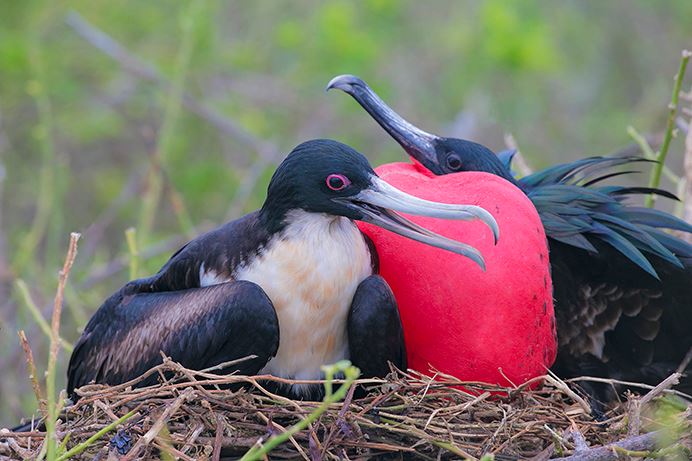 Exciting Bird Photography Trips for 2022