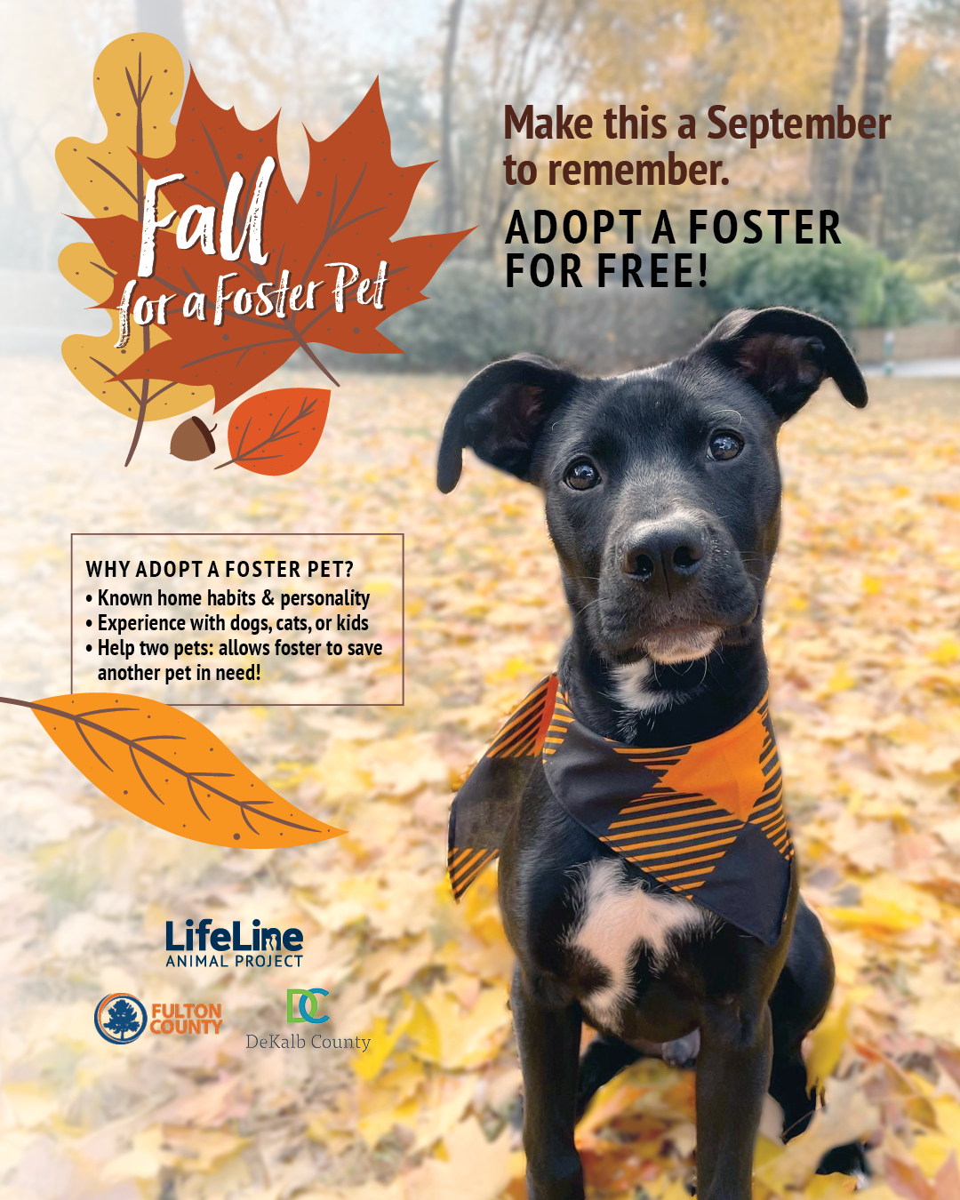 DeKalb County News Weekly Update