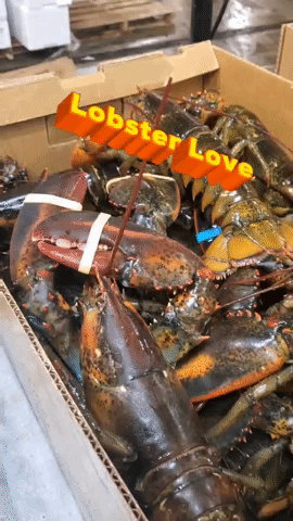 WARNING! THIS FISHMONGER HUGS WITHOUT WARNING