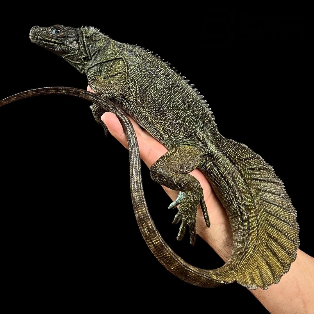 Super Specials are up! Lots of great animals in stock! New Reptile ...