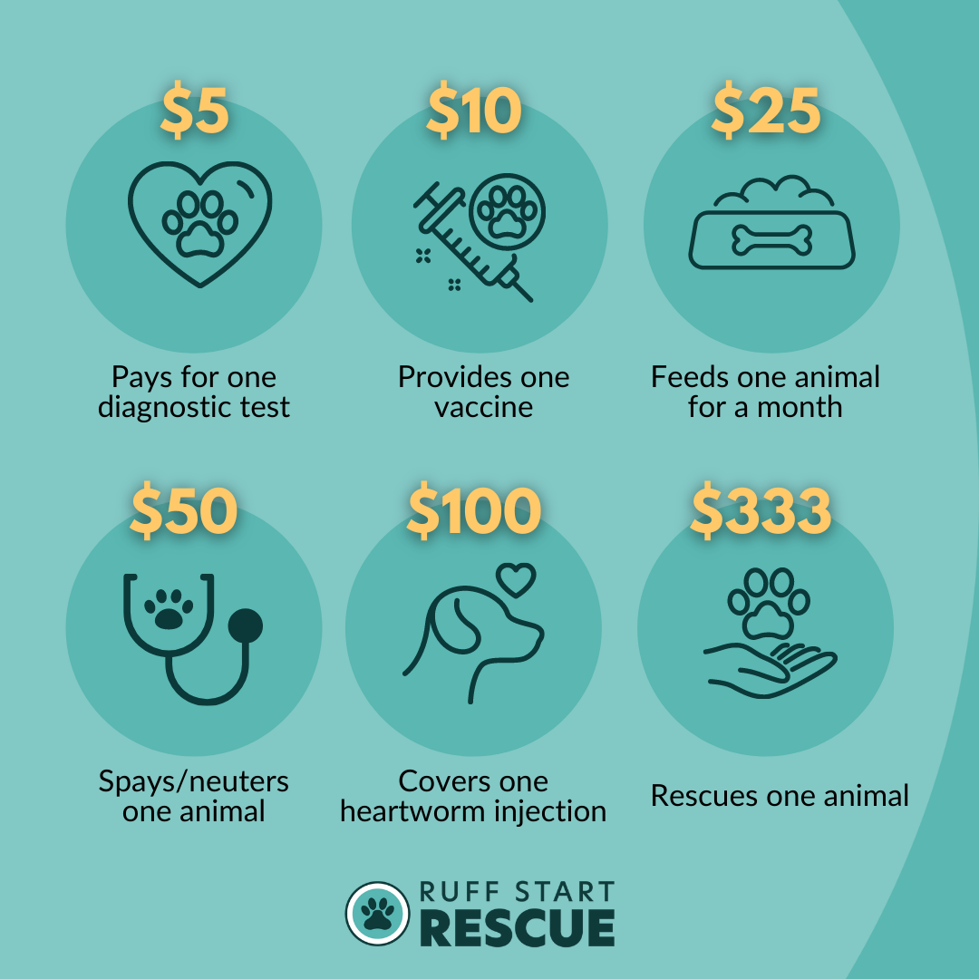 3 ways to help rescue animals on Give to the Max Day