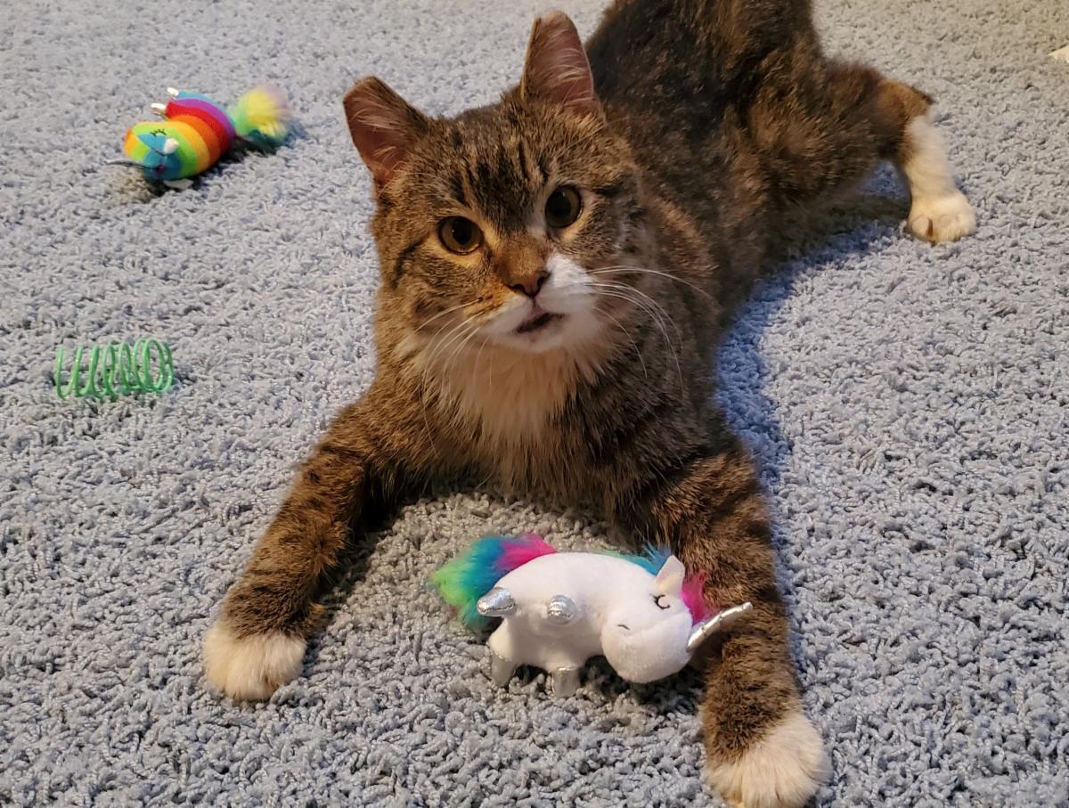 This cat has endured and survived significant harm throughout her life