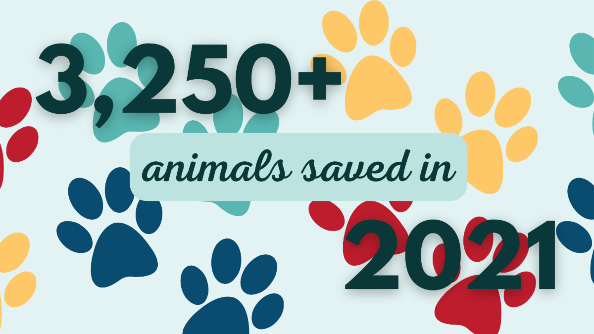 How you helped Ruff Start animals this year