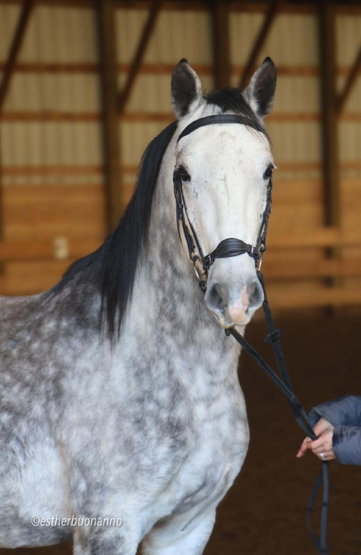 Introducing Good Luck Farm Lipizzans